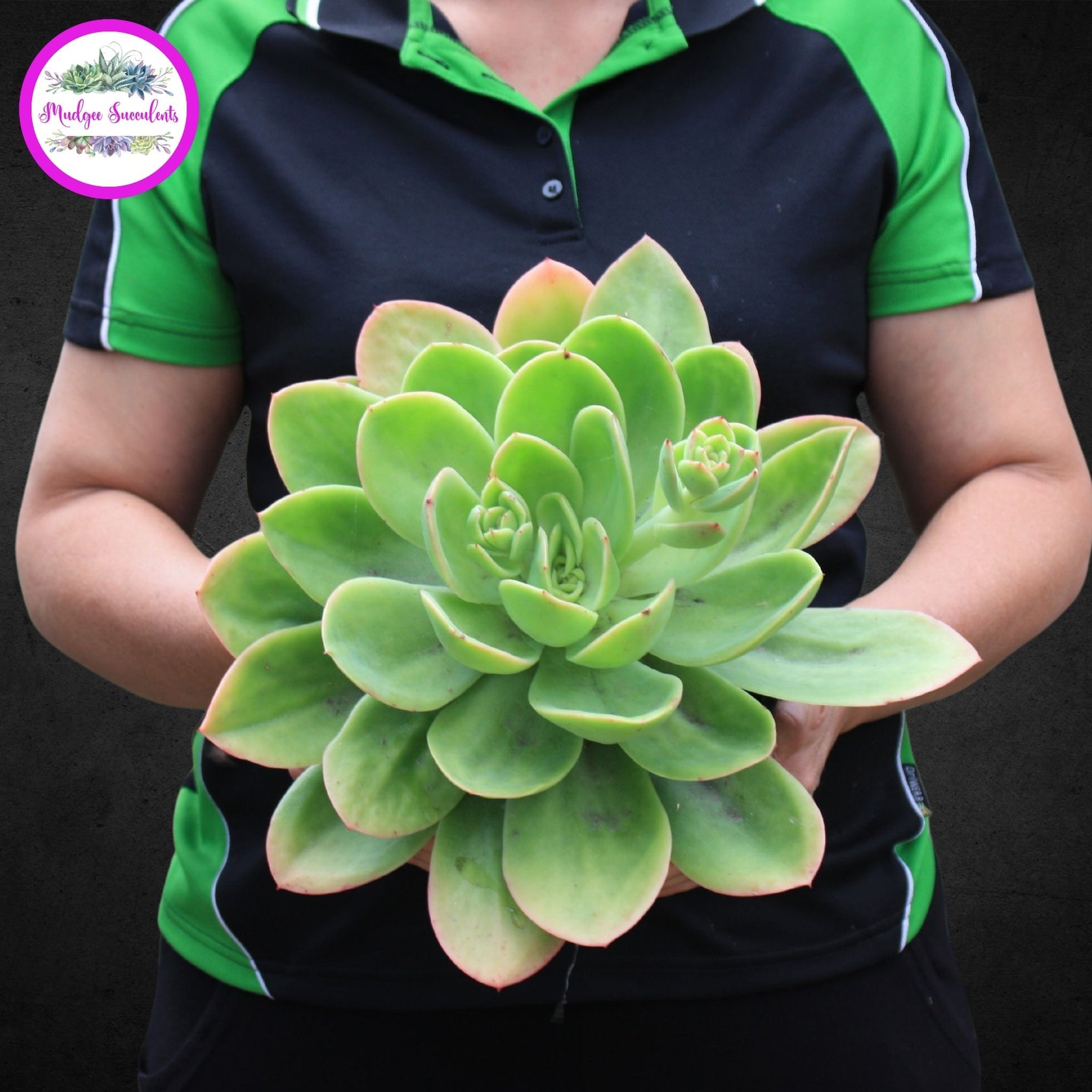 Echeveria 'Golden Glow' | Mudgee Succulents - Online Succulent Shop